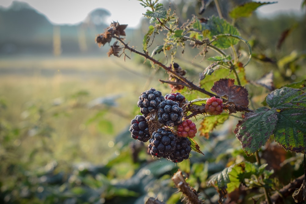 Ten years on from planting an edible hedgerow