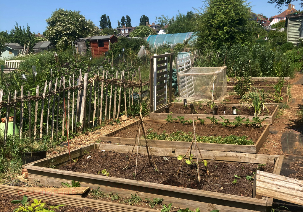 Introducing the Craven Vale & Whitehawk Hill ‘Mini Bed’ Scheme